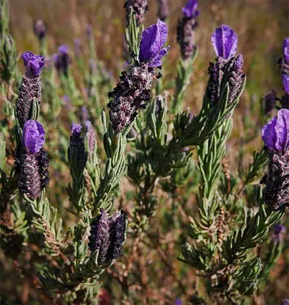 Cologne Lavender | Indigo Perfumery